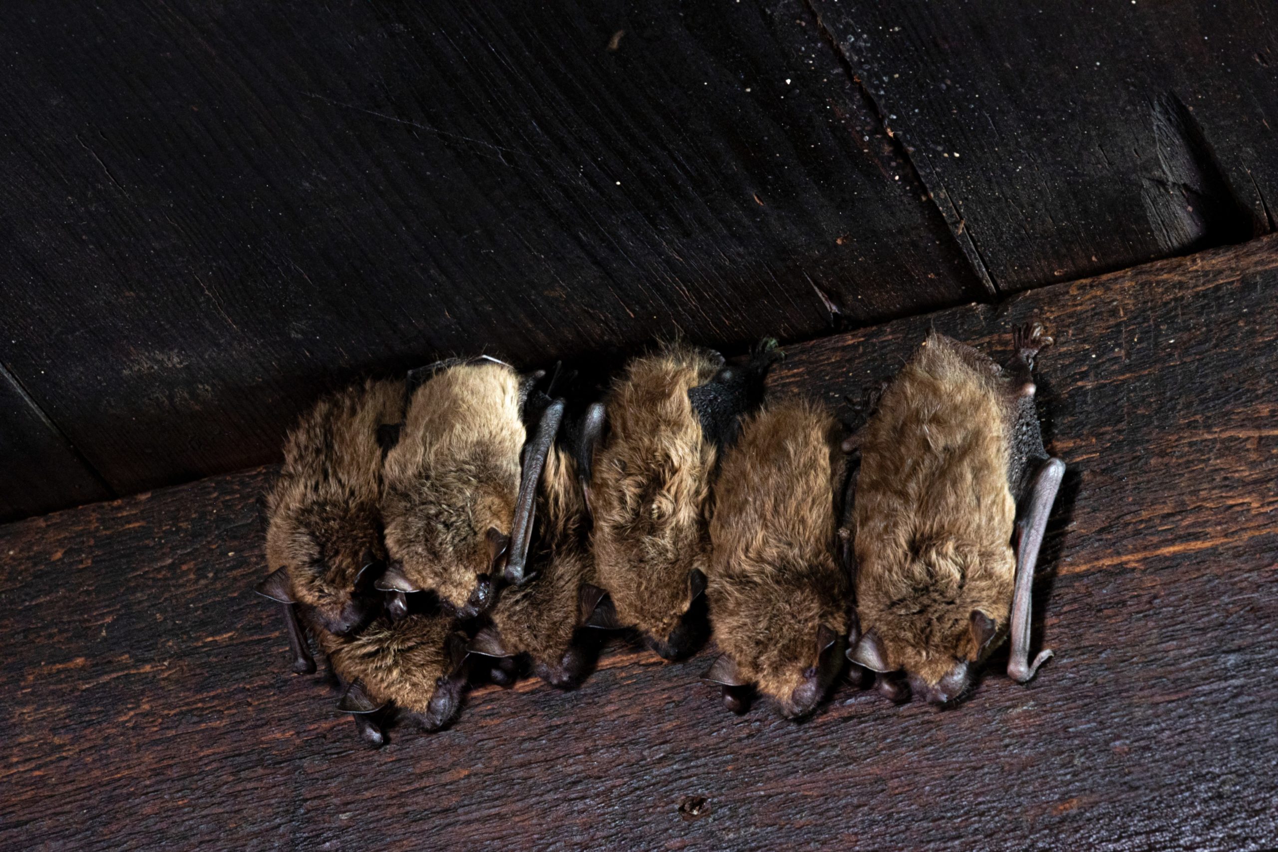 Bat Emergence and Transect Surveys - Ecology Training UK
