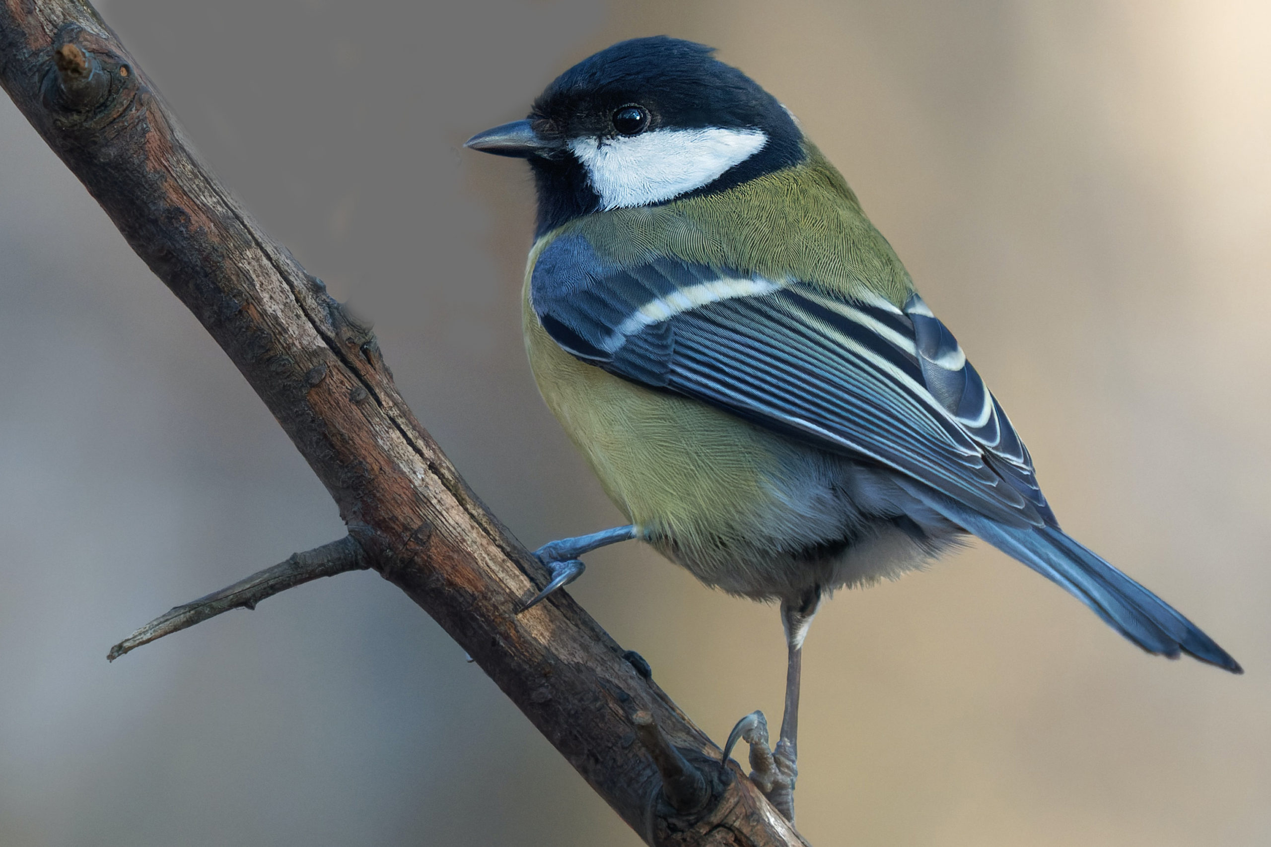 Birds for Beginners Part 1 - Ecology Training UK