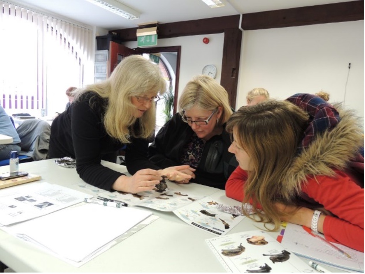 Ecological Consultancy: How to Get Started - Ecology Training UK