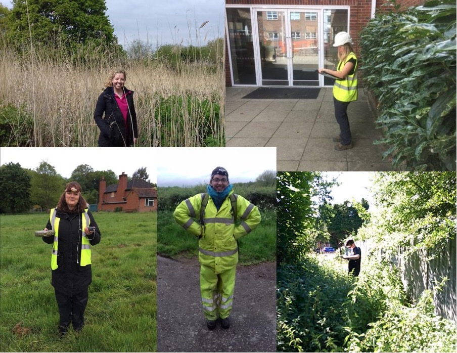 Ecological Consultancy: How to Get Started - Ecology Training UK