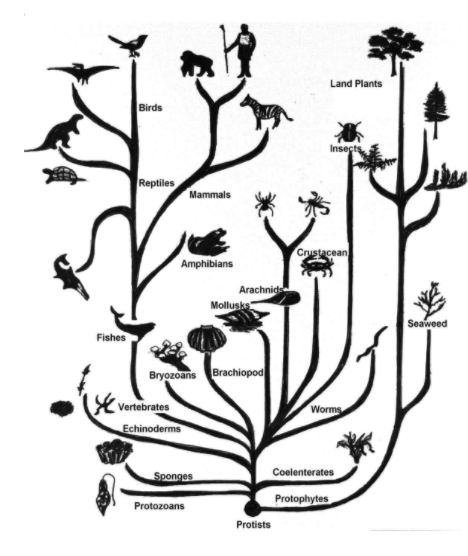 Evolution and Genetics - Ecology Training UK