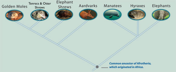 Module 5 - Afrotheria & Xenarthra - Ecology Training UK