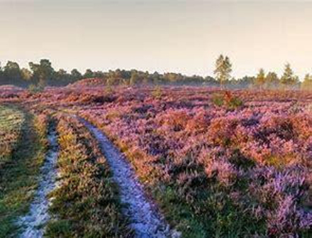 Module 8 – Heathland and its management - Ecology Training UK