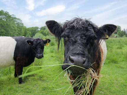 Module 2 – Livestock grazing - Ecology Training UK