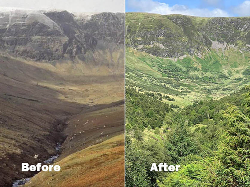 Module 5 - Rewilding and Mycoforestry - Ecology Training UK